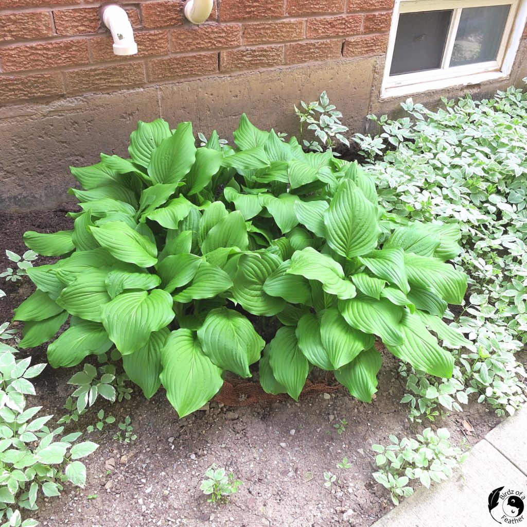 Slugs on Hostas? Holey Hosta Batman! - Birdz of a Feather